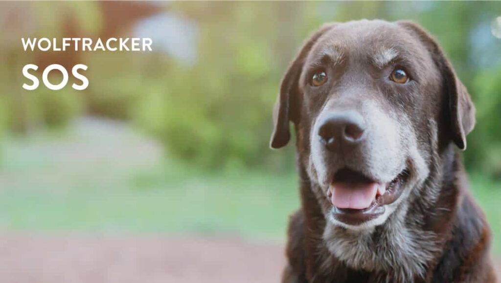 WolfTrack Bluetooth Locator | The Best GPS Locator in Australia